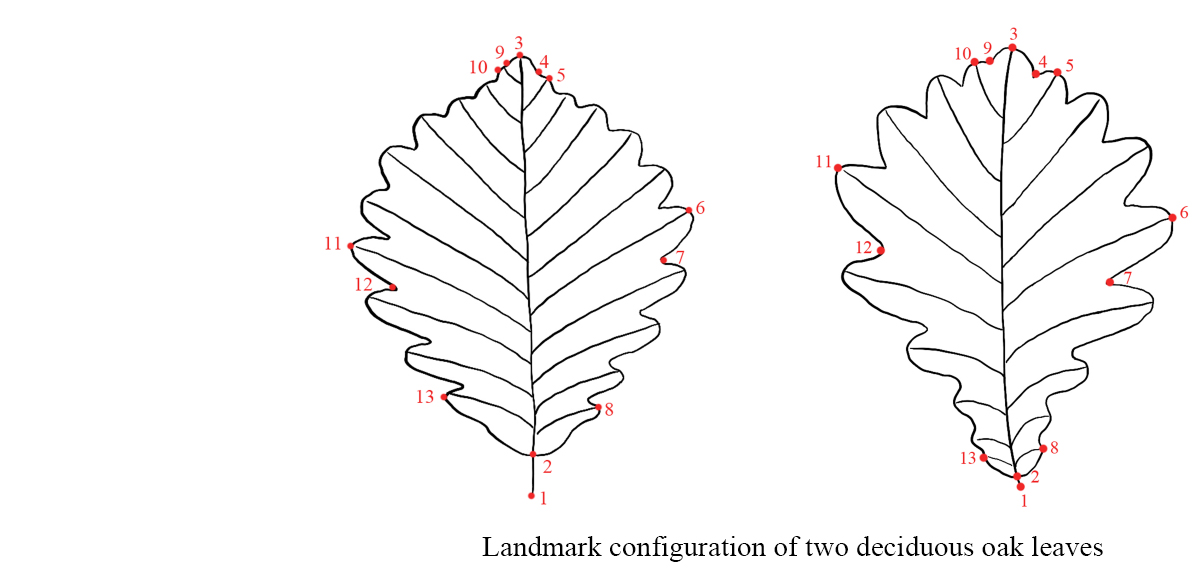 Leaf Morphology studies – Oaks of China