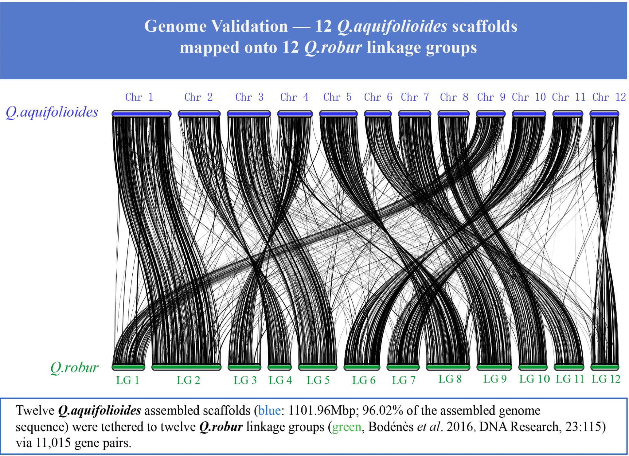 Genome – Oaks of China